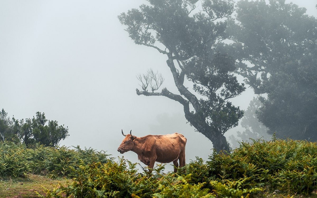Fanal Forest Travel Tips: How to Get There and Best Times to Visit ...