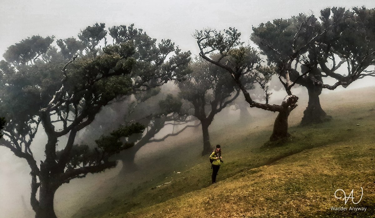 Fanal Forest Travel Tips: How to Get There and Best Times to Visit ...